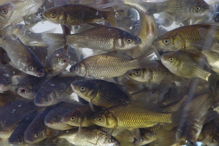 Black Salty - Anderson Minnows Shop