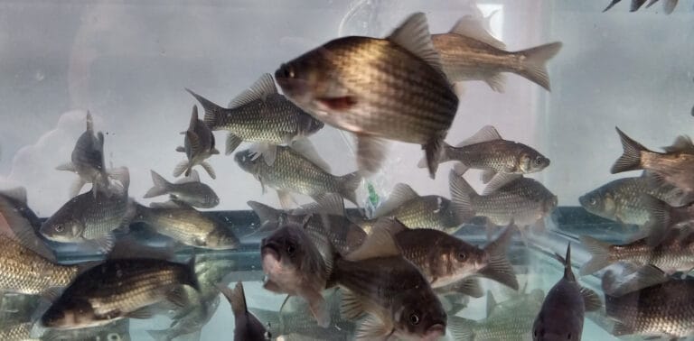 BLACK SALTY - Anderson Minnows