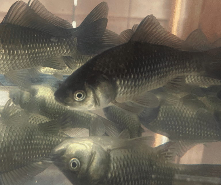 BLACK SALTY - Anderson Minnow Farm