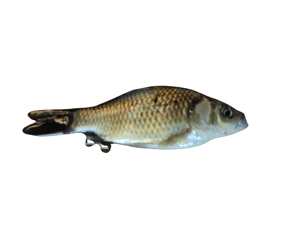 BLACK SALTY - Anderson Minnow Farm
