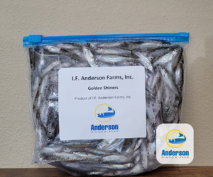 FROZEN 1lb BAGS - Anderson Minnow Farm