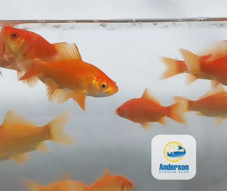 GOLDFISH - Anderson Minnow Farm