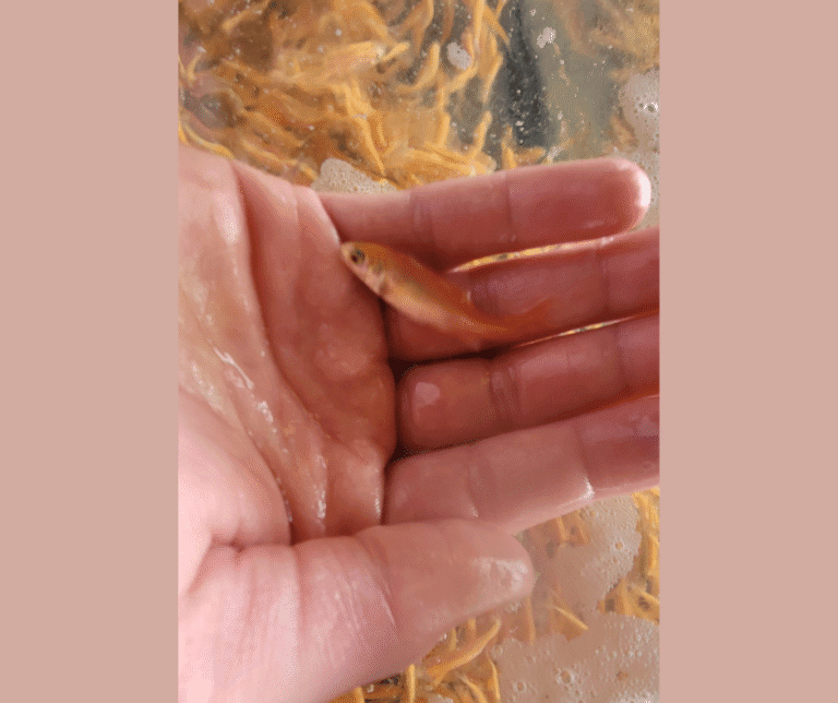PINK MINNOW - Anderson Minnow Farm