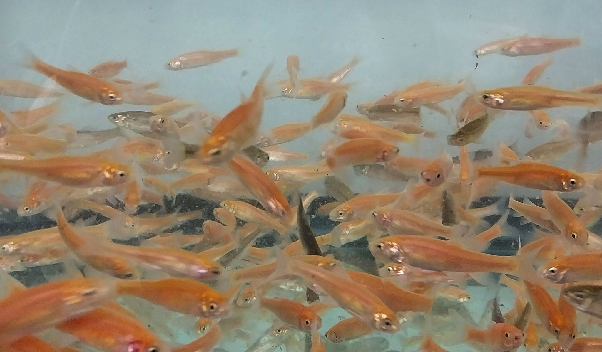 PINK MINNOW - Anderson Minnow Farm