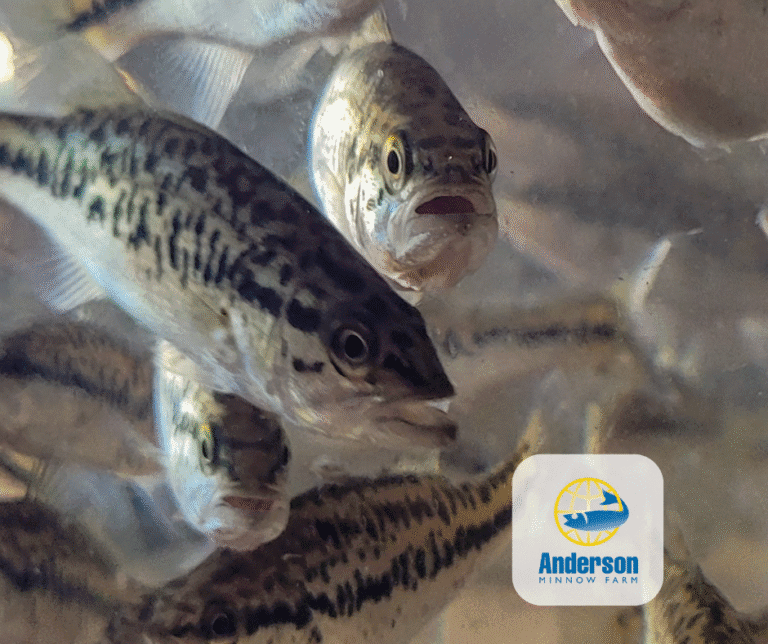 LARGEMOUTH BASS - Anderson Minnow Farm