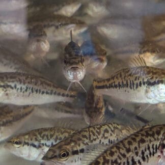 LARGEMOUTH BASS - F1 HYBRID - Anderson Minnow Farm