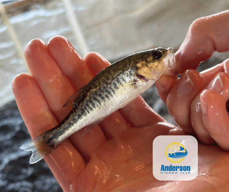 F1 HYBRID LARGEMOUTH BASS - Anderson Minnow Farm