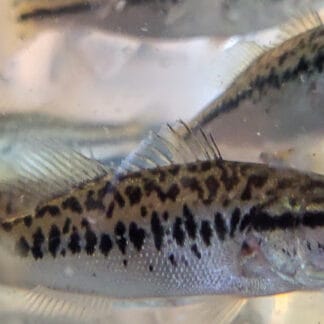 F1 HYBRID LARGEMOUTH BASS - Anderson Minnow Farm
